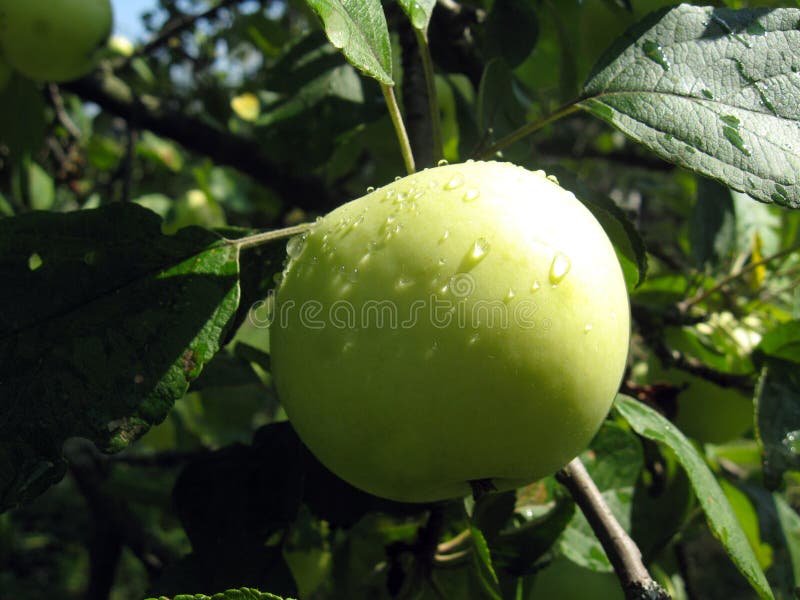 Very tasty and ripe apple stock image. Image of nutritious - 45107591