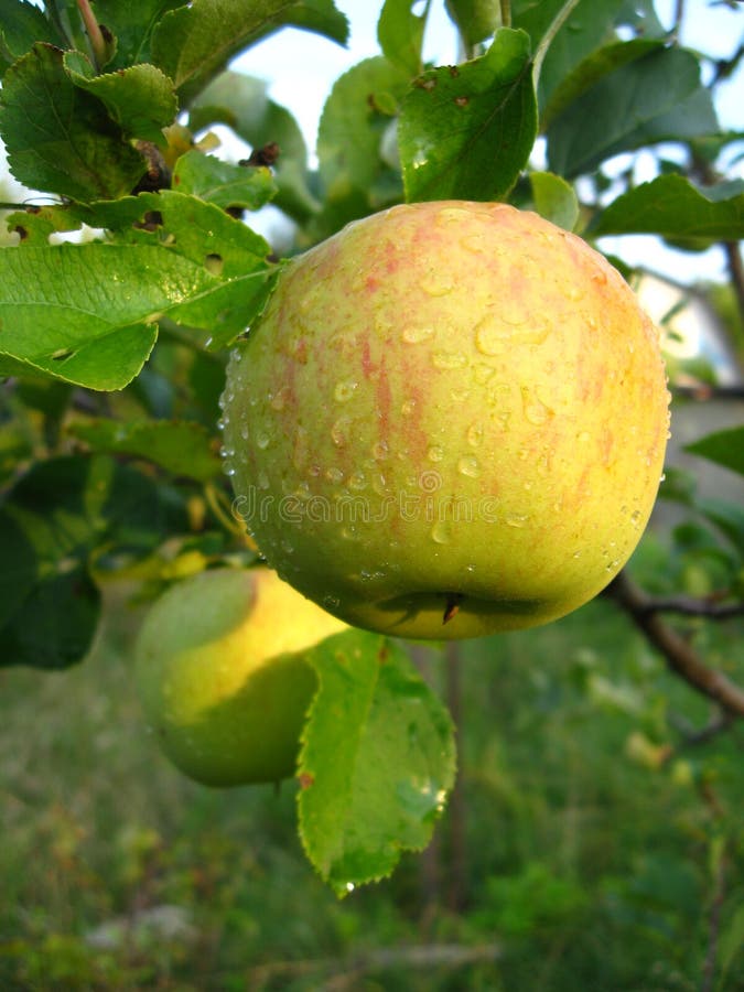 Very tasty and ripe apples stock photo. Image of tasty - 34770498