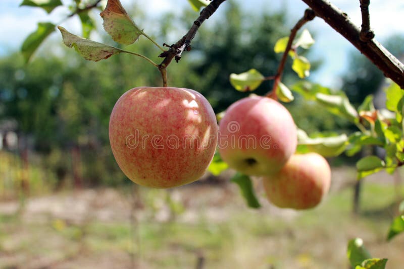 Very tasty and ripe apples stock photo. Image of branch - 37428910