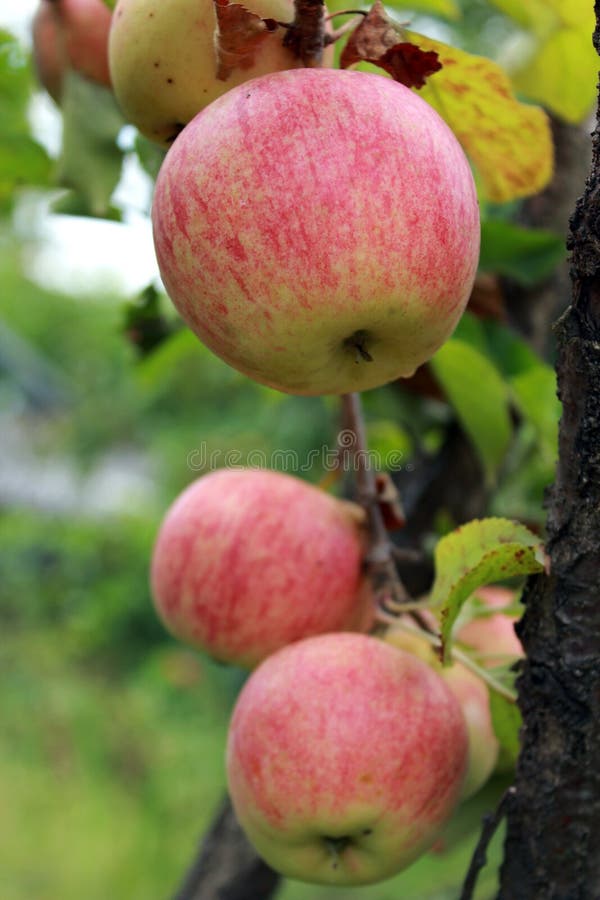 Very Tasty and Ripe Apples on the Tree Stock Photo - Image of bright ...