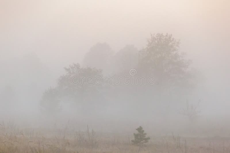 A Very Thick Heavy Fog Enveloped the Trees in the Forest. Forest Fire ...