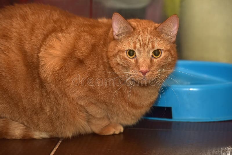 Very fat red cat stock image. Image of fullness, head - 114273743