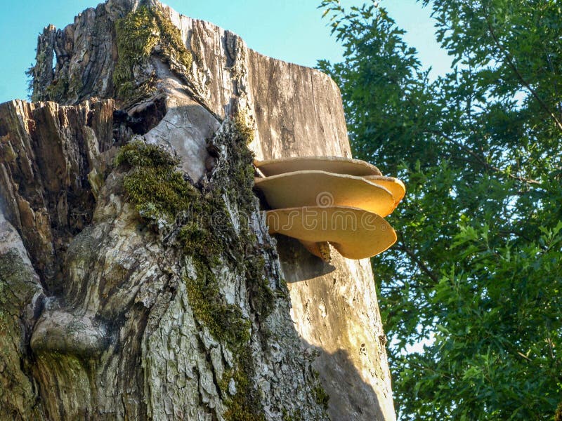 Interesting Shaped Mushrooms Growing on the Tree Stock Image - Image of ...
