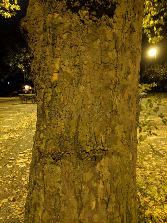 Think Brown Trunk Tree in Autumn Stock Photo - Image of bark, trunk ...