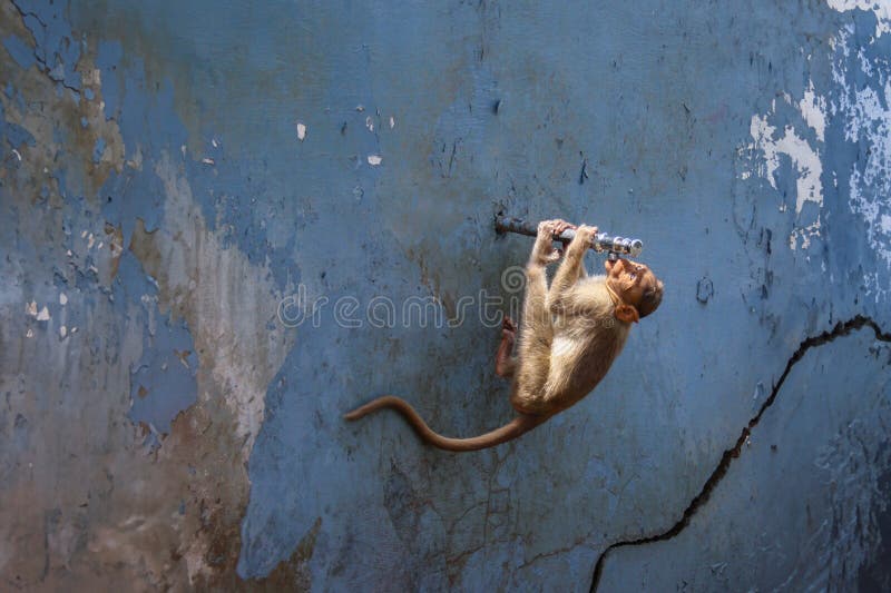 A Very Thirsty Monkey Drinking Water from a Tap Stock Image - Image of ...