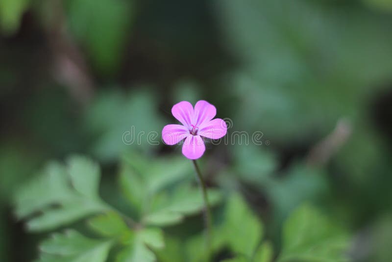 A very tiny flower stock image. Image of lilac, ranworth - 151634313