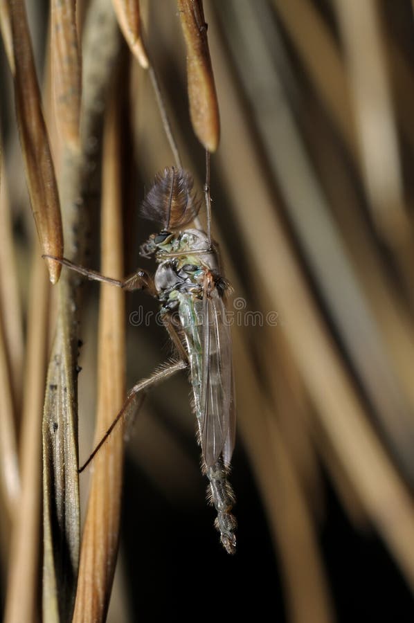Very Tiny Fly Sitting on Pine Needles Stock Photo - Image of animal ...