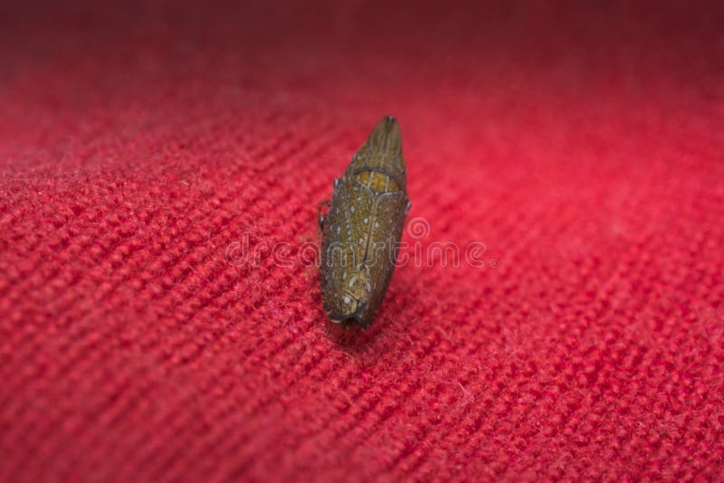 Very Tiny Insect Over Red Clothing Stock Photo - Image of brown ...