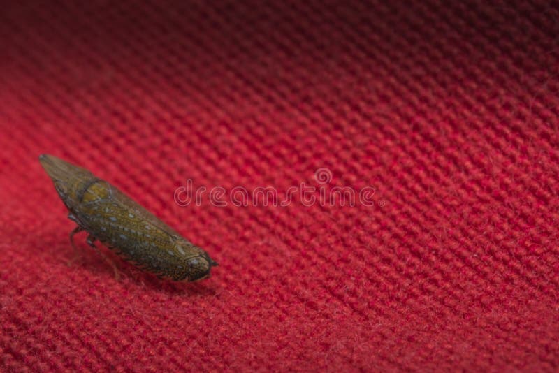 Very Tiny Insect Over Red Clothing Stock Image - Image of brown, fiber ...