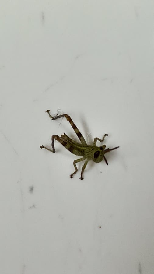 Very Tiny little bugs stock image. Image of little, tiny - 262908811