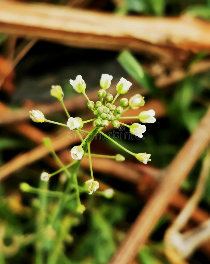 It is a Very Tiny Little Flower Stock Photo - Image of circle, flower ...