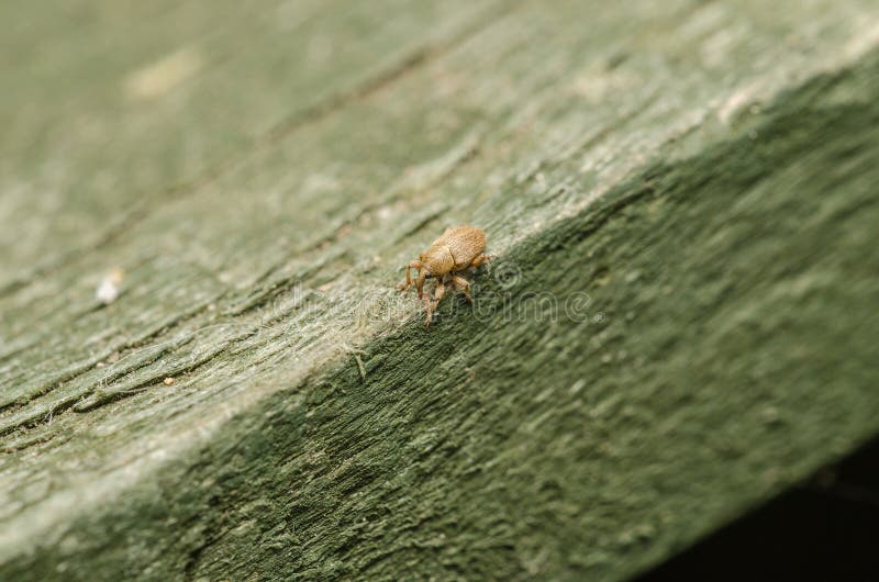 A very tiny snout Weevil stock photo. Image of tiny - 190600658
