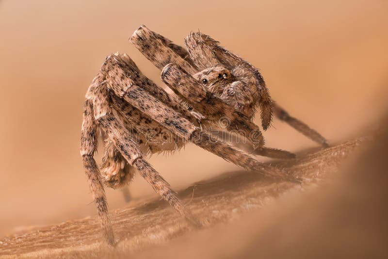 A very tiny spider stock image. Image of entomology, extreme - 90548745