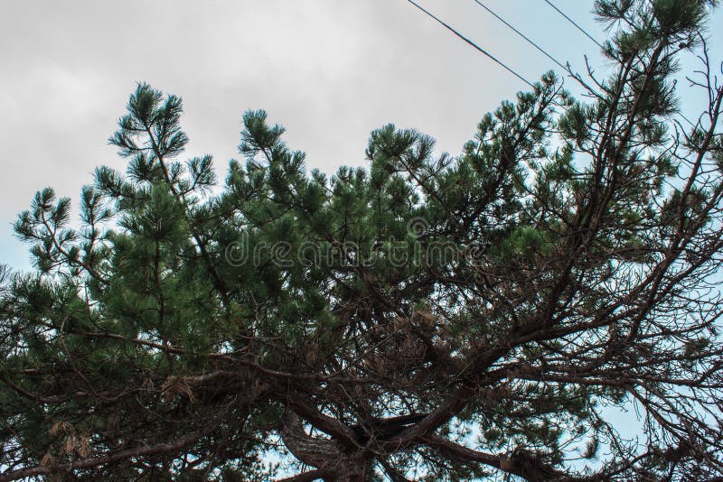 This is the Very Tip of the Pine. Stock Photo - Image of background ...