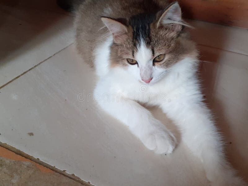 Very tired persian cat stock image. Image of persian - 264074747