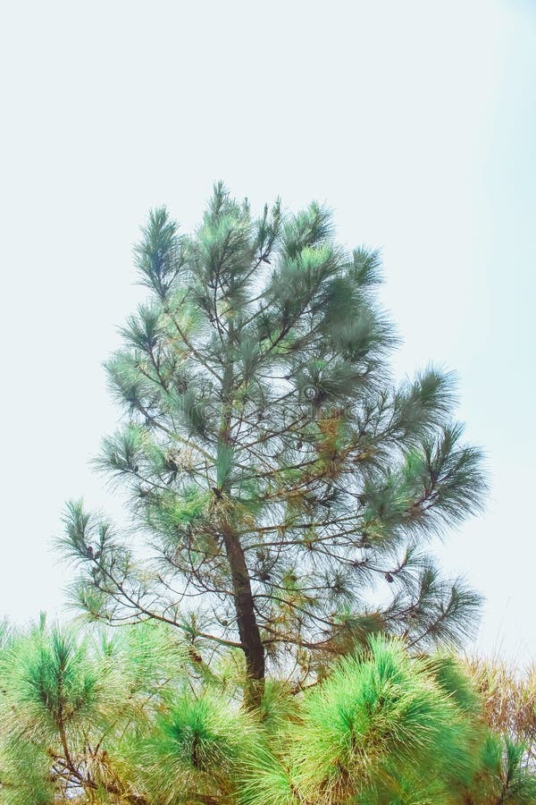 The Topmost Tip of a Pine Tree Stock Photo - Image of spruce, outdoors ...