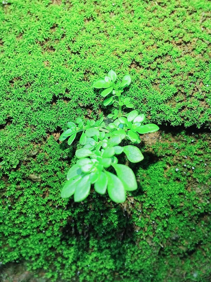 A Very Unique and Beautiful Tree Cool Stock Image - Image of beautiful ...