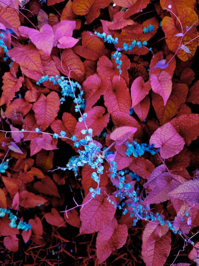 Very Unique Colored Leaf Background with Clustered Flower Concept Looks ...