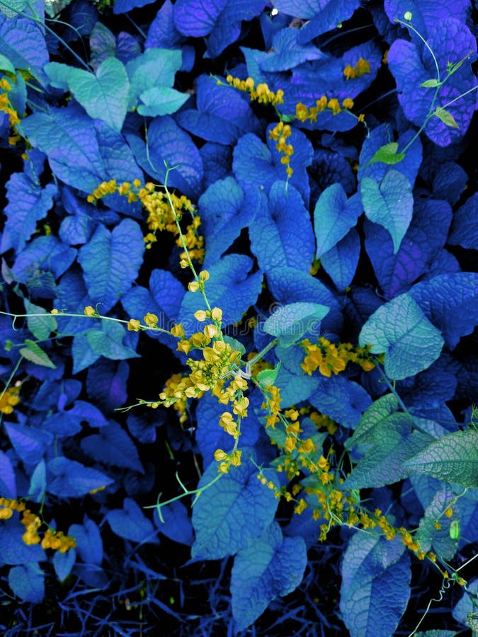 Very Unique Colored Leaf Background with Clustered Flower Concept Looks ...