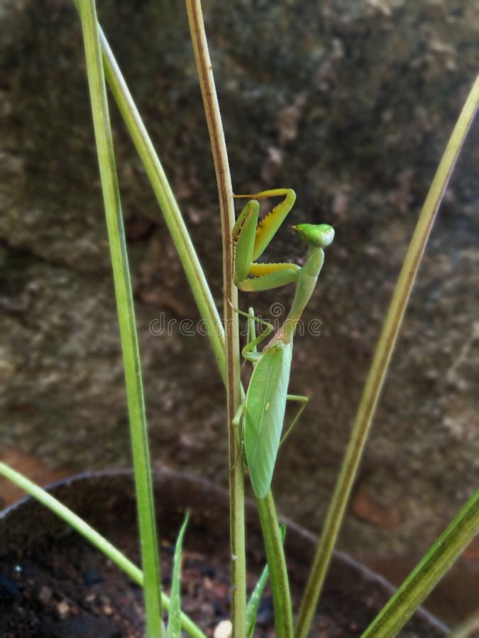 A Very Unique Green Insect Praying Mantis Stock Image - Image of herb ...