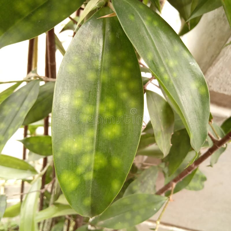 Very Unique Leaves but Nice To See Stock Photo - Image of produce ...