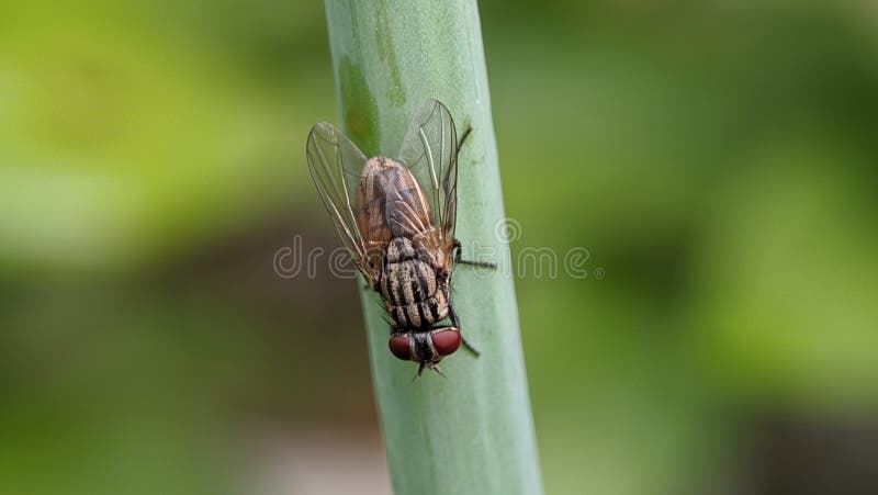 A Very Unique Little Insect Fly with Very Sharp Eyes Stock Photo ...