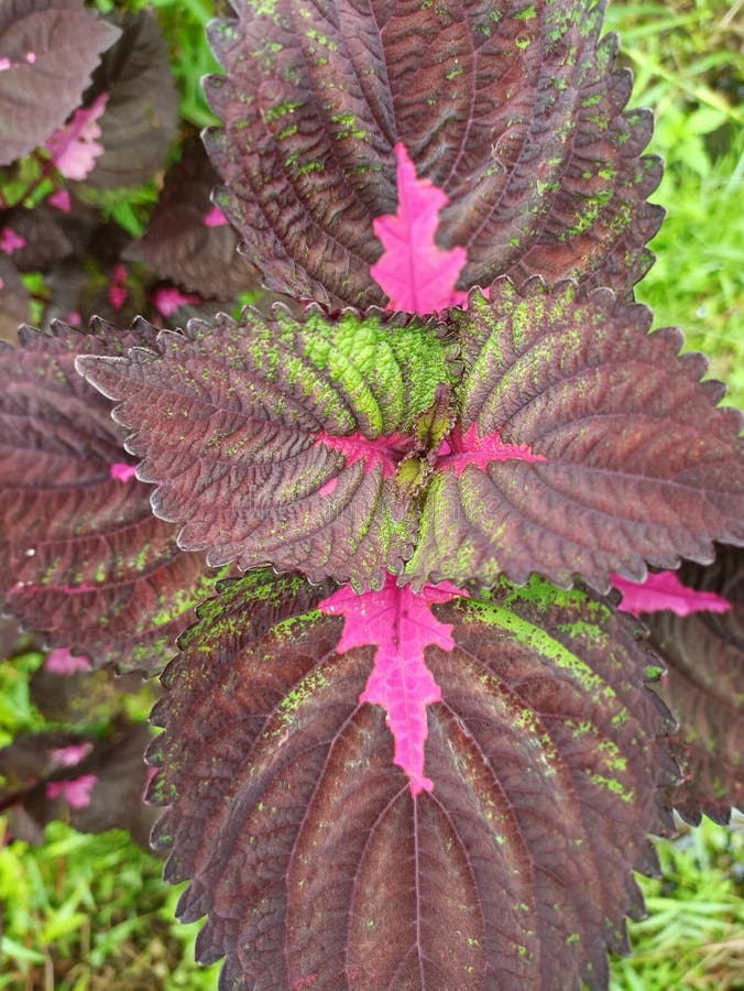 This is a Very Unique Plant because it Has Various Colors on Its Leaves ...