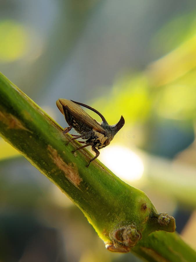 A Very Unique Tree Planthopper Has Horns Stock Image - Image of tree ...