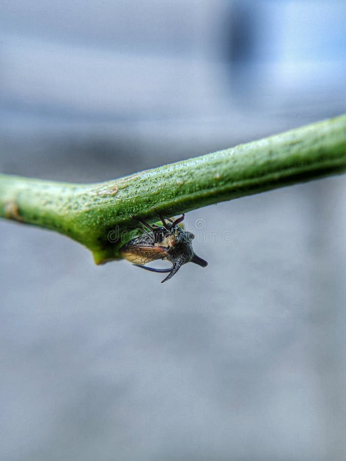 A Very Unique Tree Planthopper Has Horns Stock Image - Image of ...