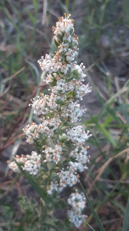 A Very Unique Wild Flowers Pic Stock Photo - Image of food, tree: 258813872