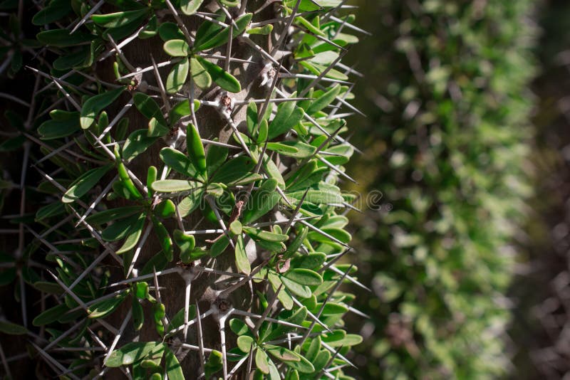 Very Unusual Cactus Closeup Growing in in Park Stock Photo - Image of ...