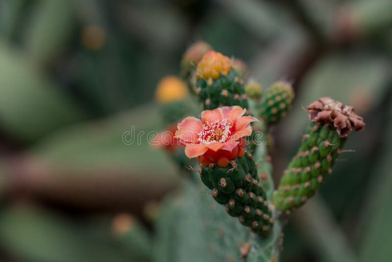 Very Unusual Cactus Closeup Growing in in Park Stock Photo - Image of ...