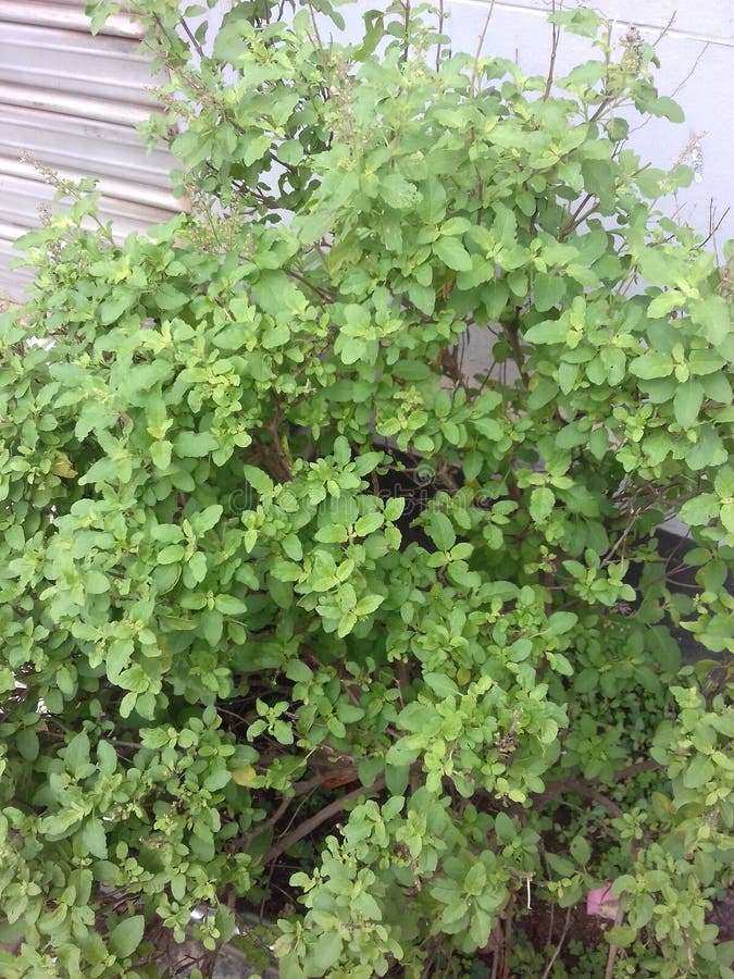 Tulsi tree stock photo. Image of tulsi, ayurvedictree - 129074836