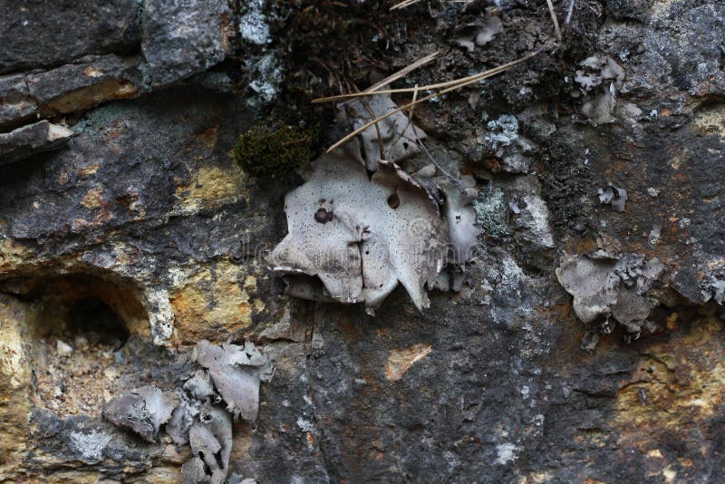 Natural Leaf Face stock photo. Image of rough, textured - 119629634