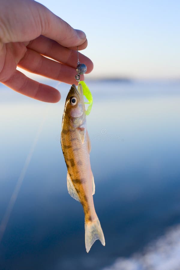 Small Walleye in Fisheman S Hand Stock Photo - Image of catch, hook ...