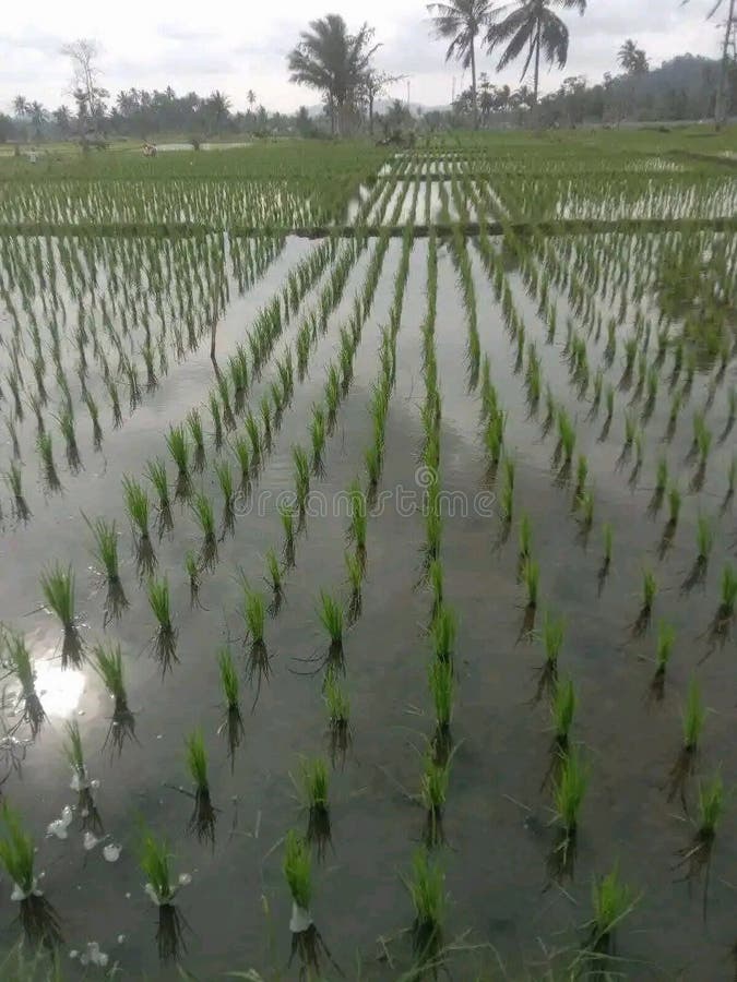 Very Well Maintained Paddy Trees Stock Photo - Image of field, paddy ...