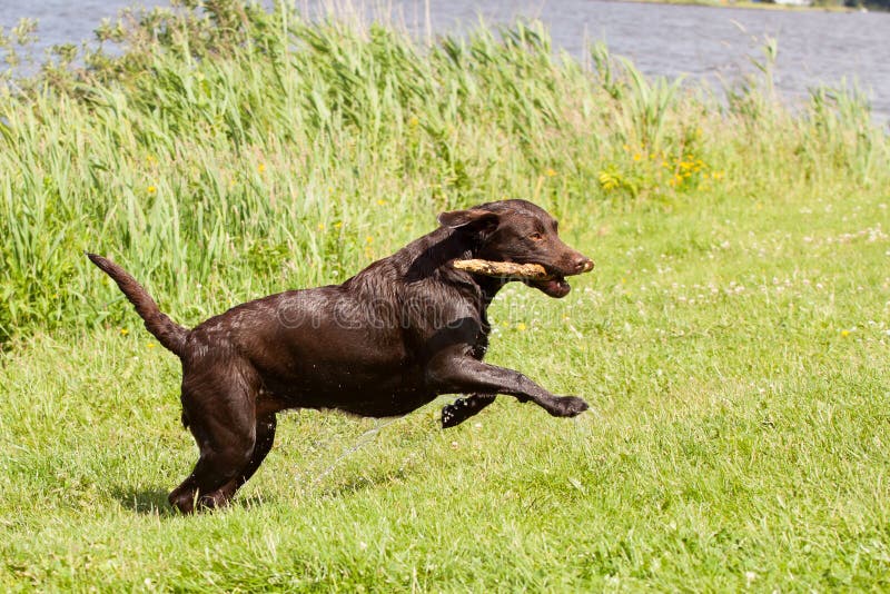 Very Wet Brown Labrador Running with a Stick Stock Photo - Image of ...