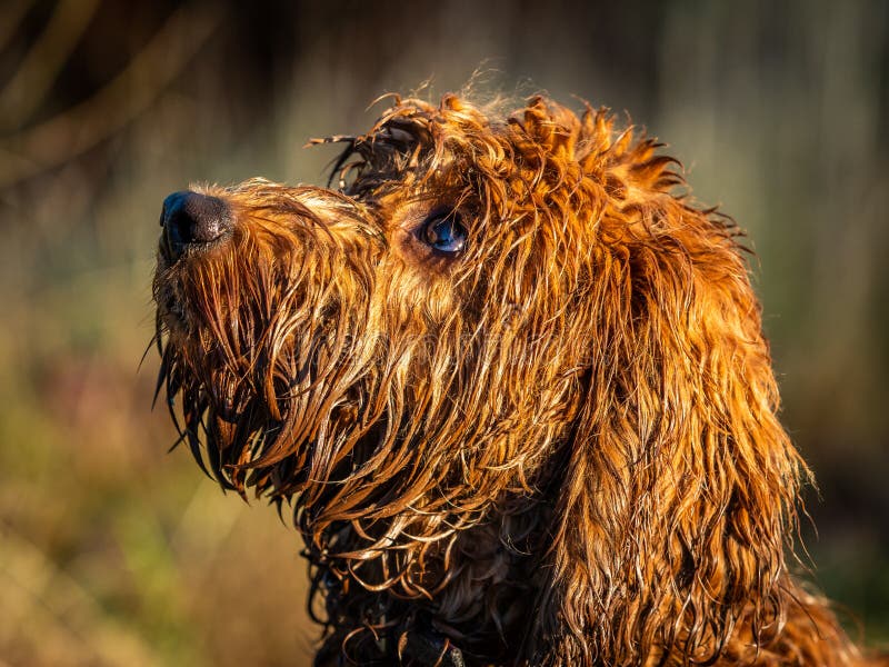 Red Cockapoo Puppy First Walks in Garden Stock Image - Image of canine ...