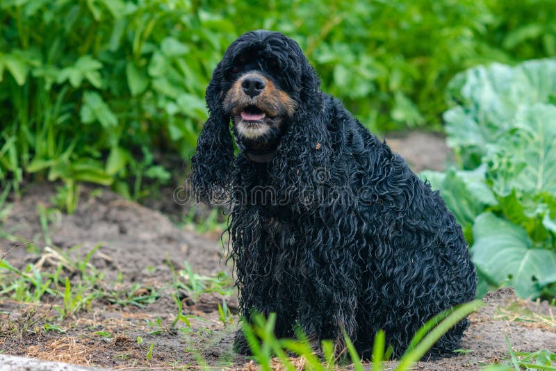 Very Wet and Sandy Black Spaniel Dog Sitting in the Grass Stock Photo ...