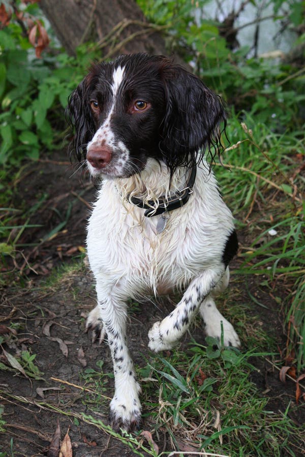 A Very Wet Working Type English Springer Spaniel Stock Photo - Image of ...
