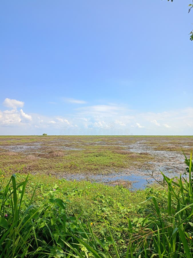 Very Wide and Cool View of the Swamp Stock Photo - Image of wide, swamp ...