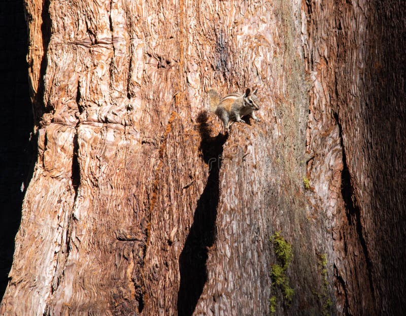 Giant chipmunk stock photo. Image of grass, details, large - 25570894