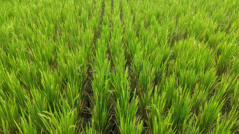 Very Wide Green Rice Field Background in Countryside Stock Image ...