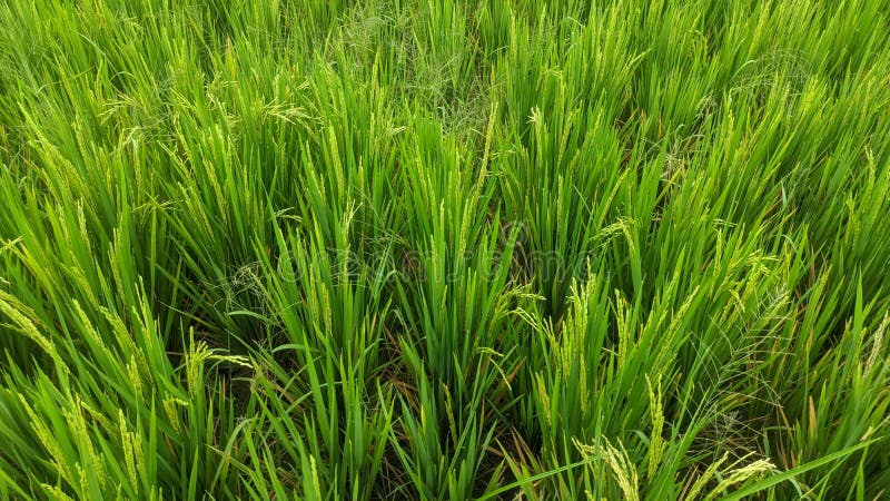 Very Wide Green Rice Field Background in Countryside Stock Photo ...