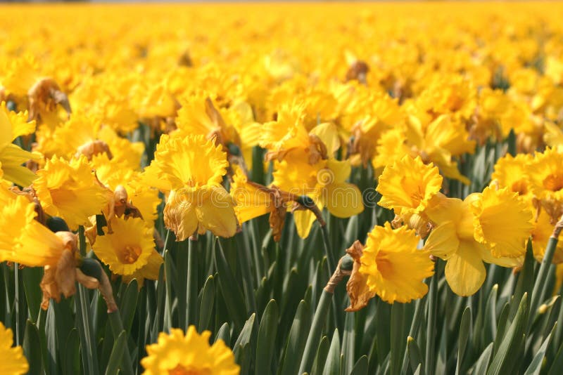 Very yellow stock image. Image of holland, dutch, lisse - 737941