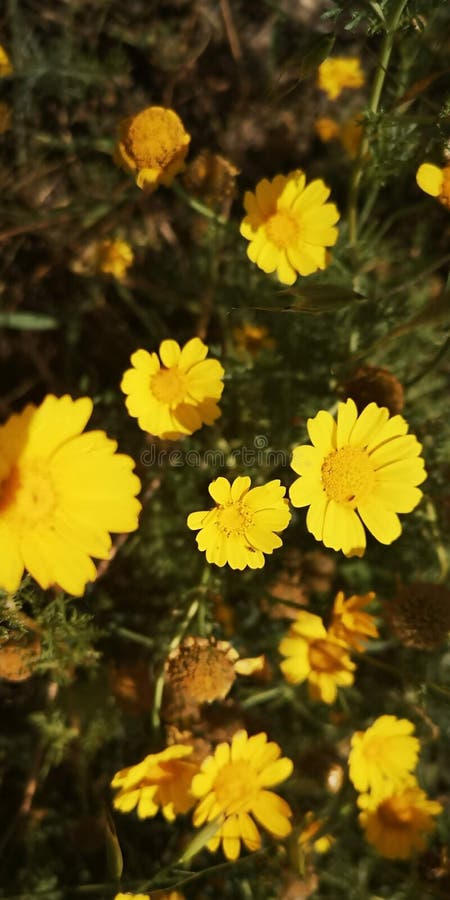 A very yellow field stock image. Image of yellow, nature - 215358141