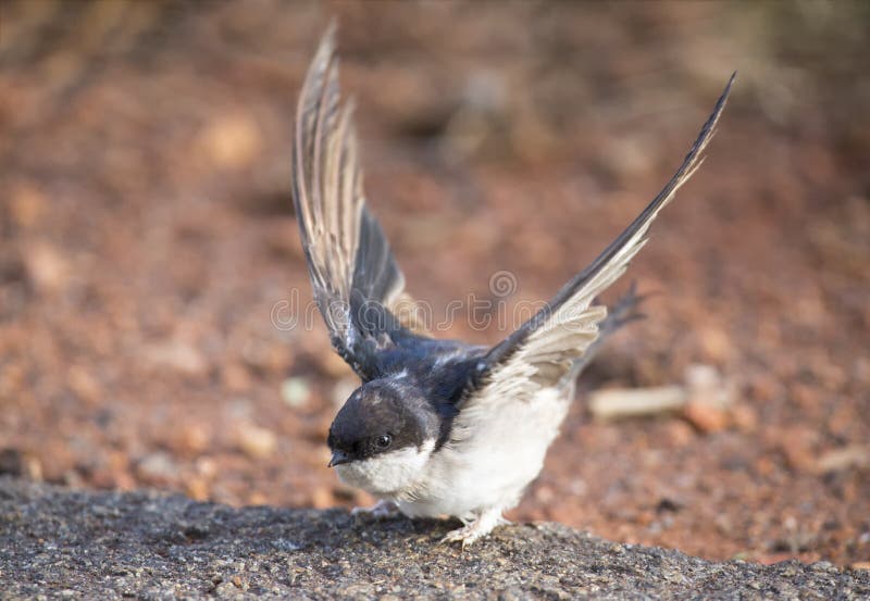 Very Young Barn Swallow Sitting on the Ground Learning To Fly Stock ...