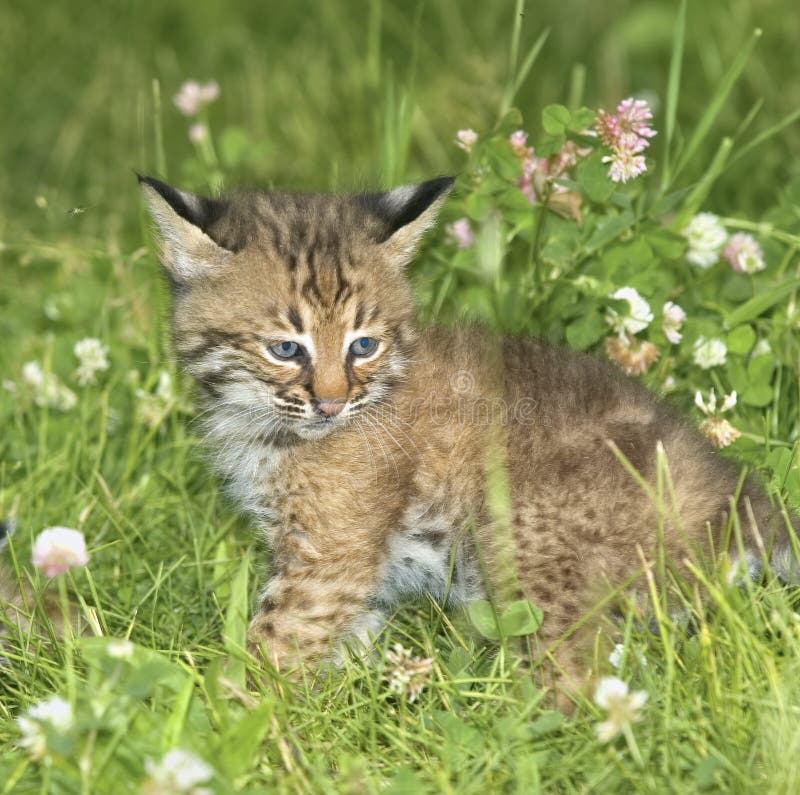 Very Young Bobcat Kitten in Meadow Stock Photo - Image of rufus, nature ...