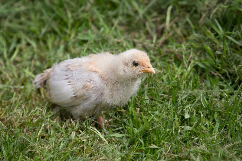 A very young chicken stock image. Image of outdoors - 107946241