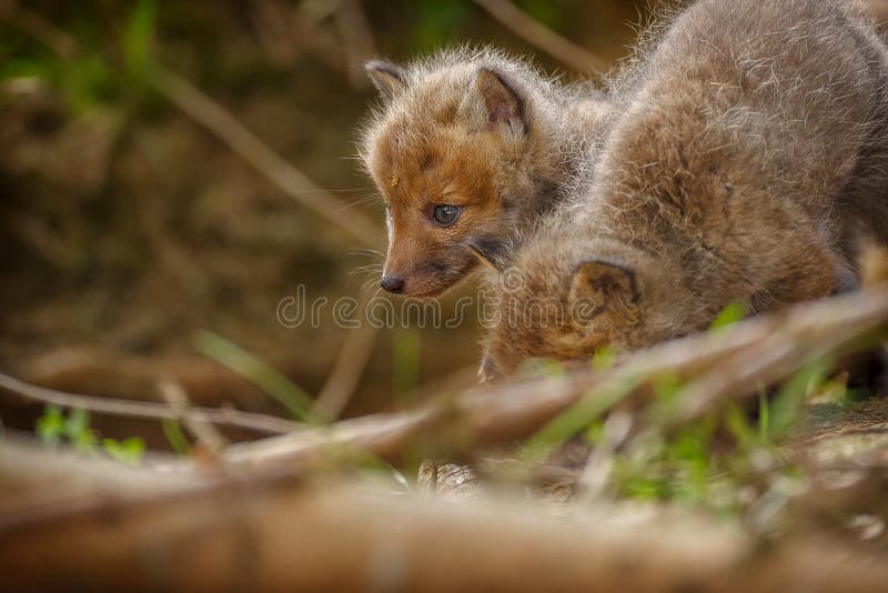 Very Young Fox Cub with Sibling Stock Photo - Image of staring, nose ...